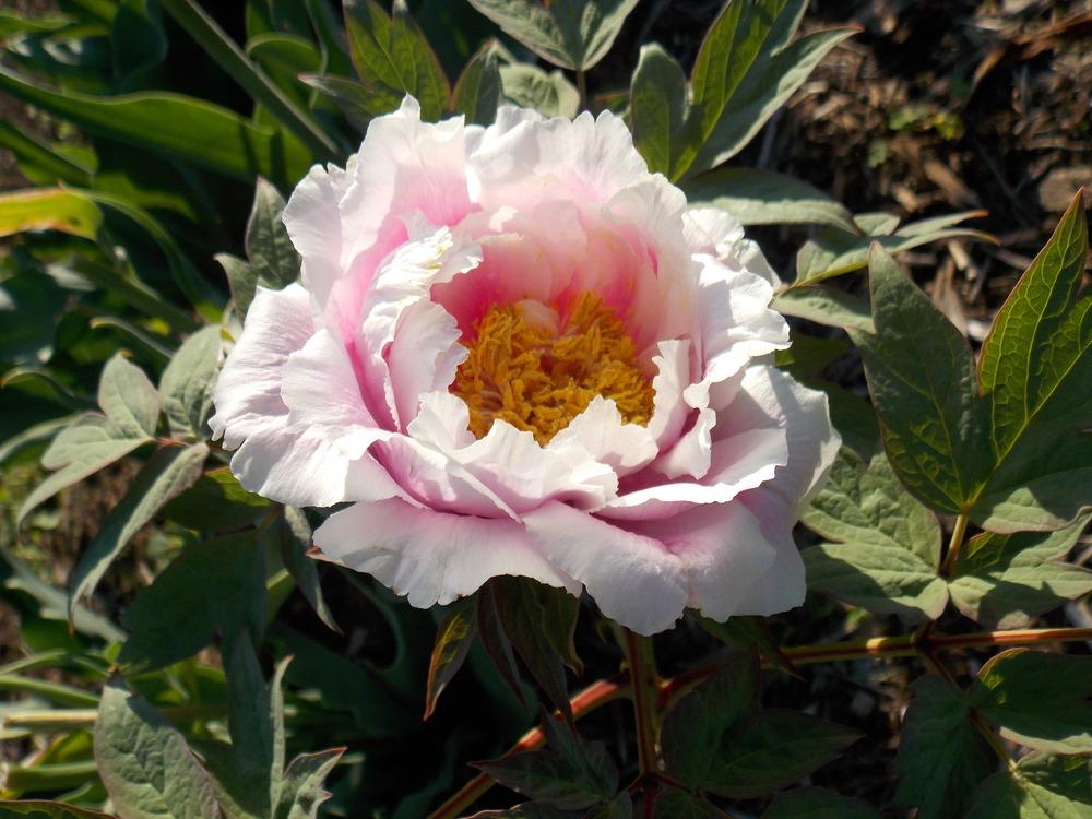 Photo of the bloom of Japanese Tree Peony (Paeonia x suffruticosa ...