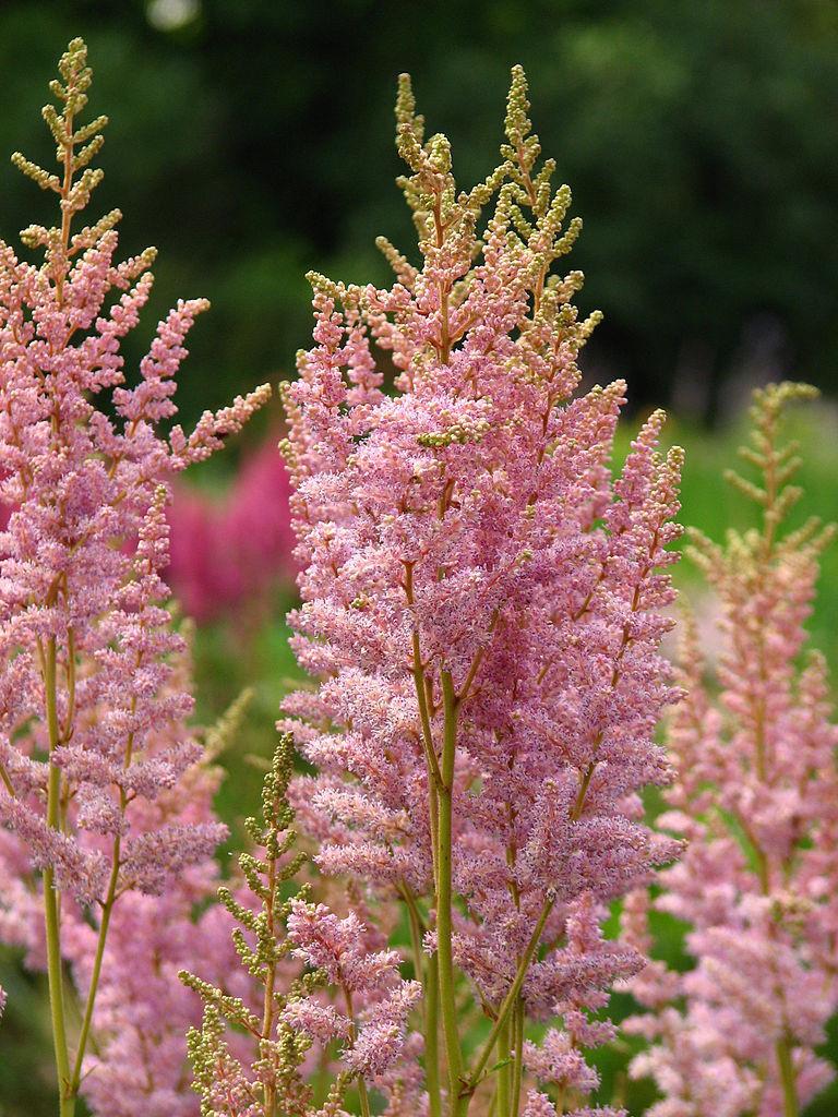 False Goat's Beard (Astilbe 'Opal') in the Astilbes Database - Garden.org