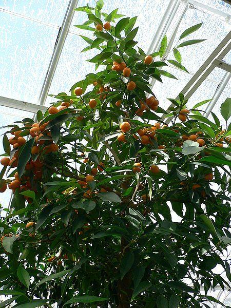 Polyandra Kumquat (Citrus polyandra) in the Citrus Fruits Database ...