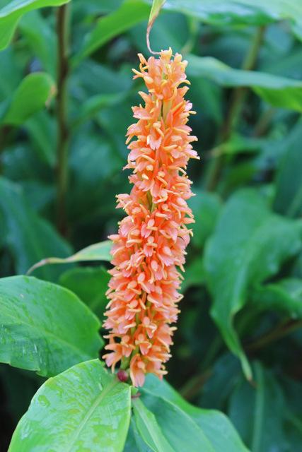 Hardy Ginger Lily (Hedychium densiflorum 'Assam Orange') in the Ginger ...