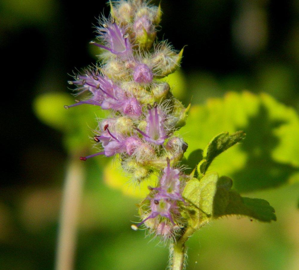 Vietnamese Balm (Elsholtzia ciliata) - Garden.org