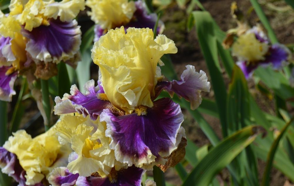 Photo of the bloom of Tall Bearded Iris (Iris 'Carnival Capers') posted ...