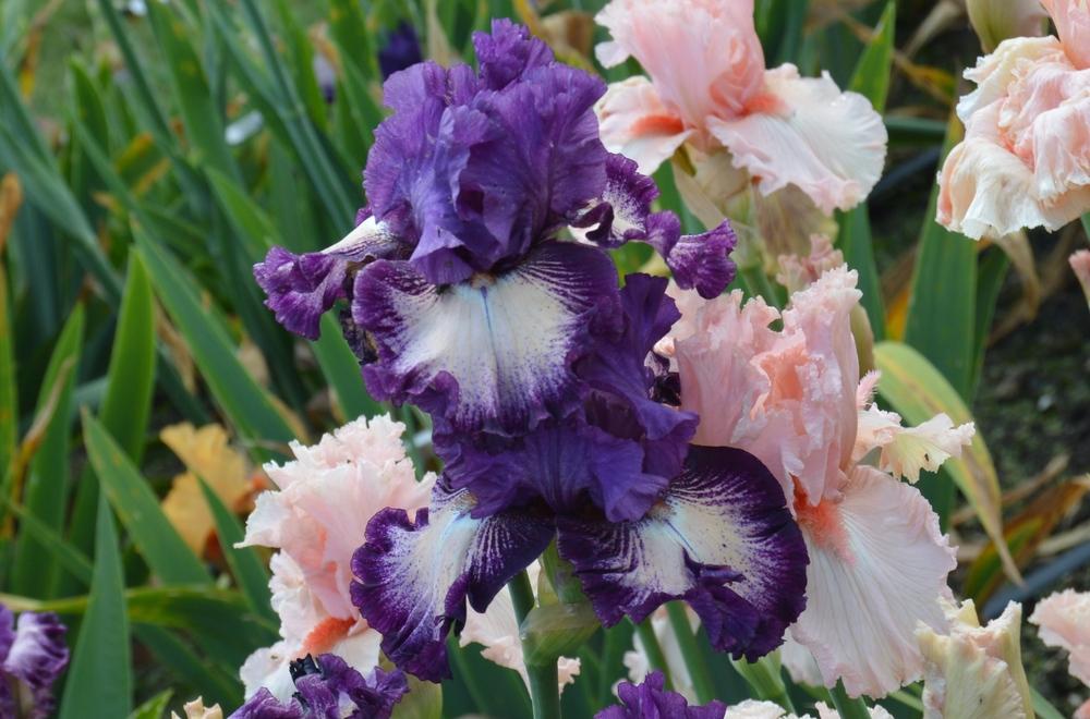 Photo of the bloom of Tall Bearded Iris (Iris 'Blushing Grapes') posted ...