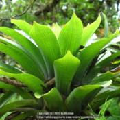 Bromeliad (Vriesea gigantea) - Garden.org