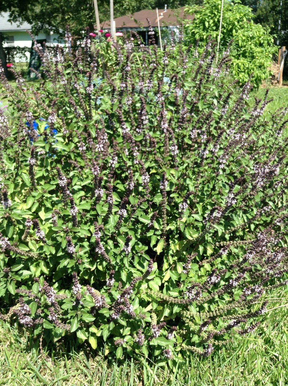 Photo of the entire plant of African Blue Basil (Ocimum 'African Blue ...