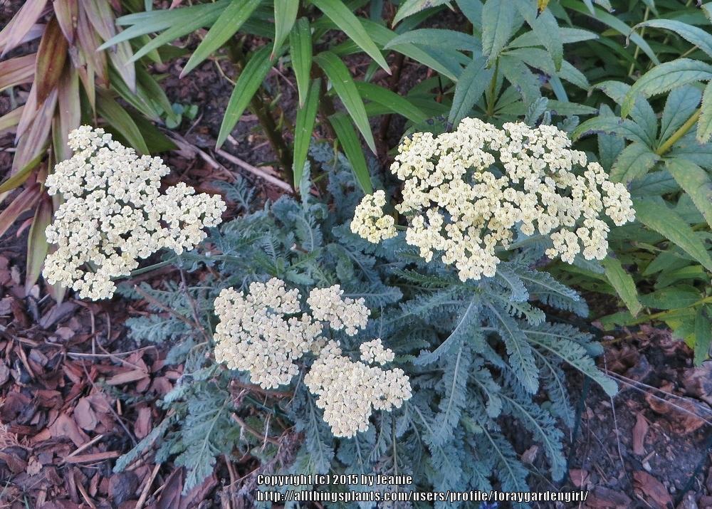 Photo of the entire plant of Yarrow (Achillea Anthea) posted by ...