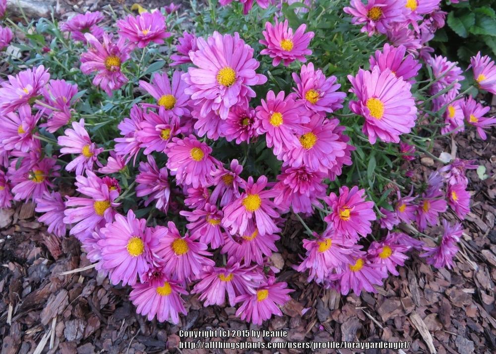 Daisy Flowered Mum (Chrysanthemum x morifolium Mammoth™ Lavender Daisy ...