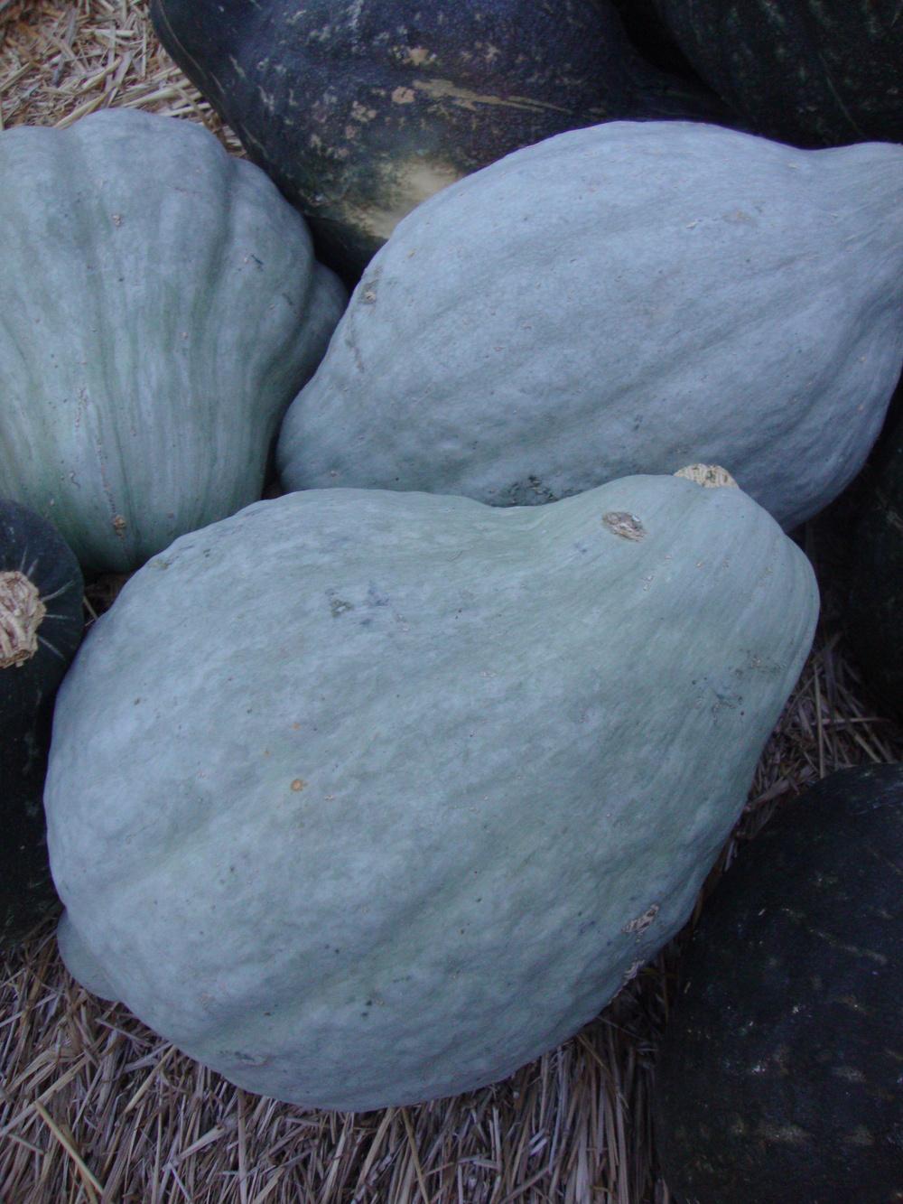 Photo of the fruit of Winter Squash (Cucurbita maxima 'Blue Hubbard ...