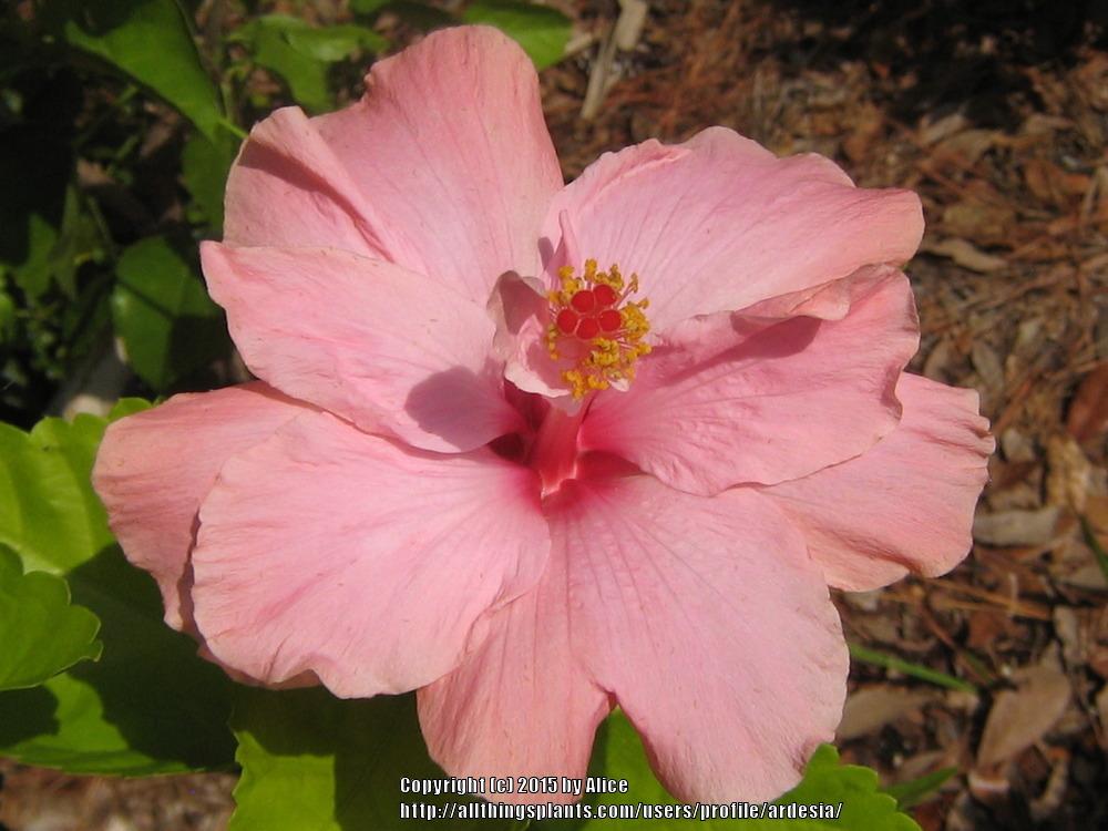 Tropical Hibiscus (Hibiscus rosa-sinensis 'Pink Frost') in the Tropical ...