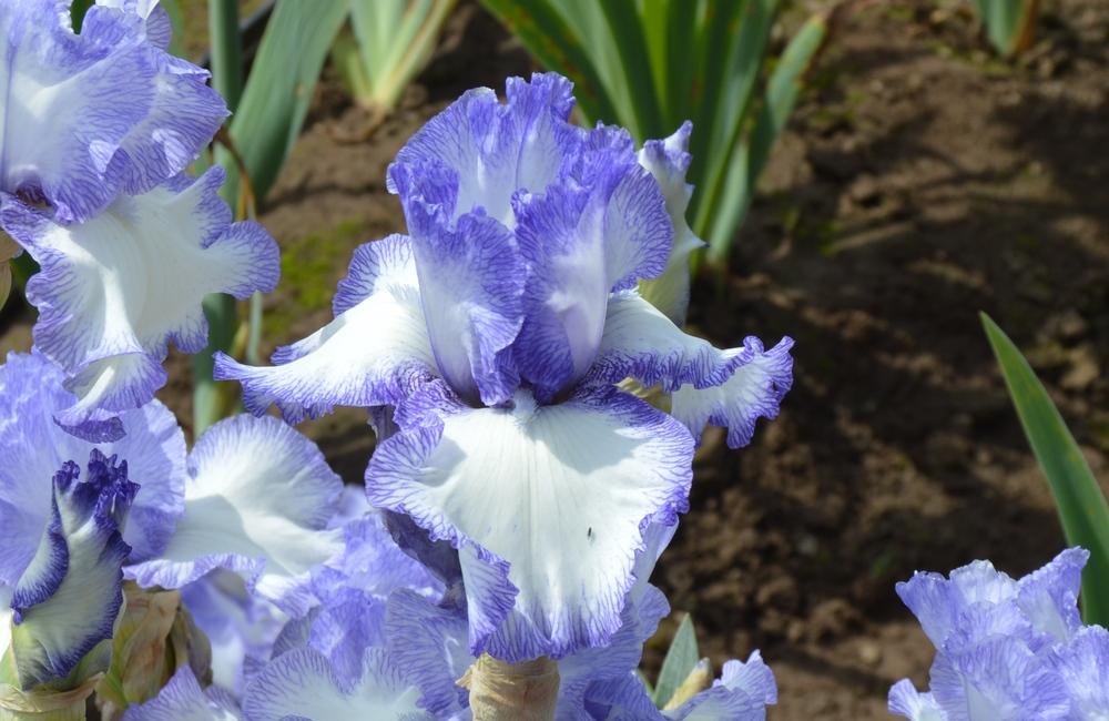 Photo of the bloom of Tall Bearded Iris (Iris 'Common Thread') posted ...