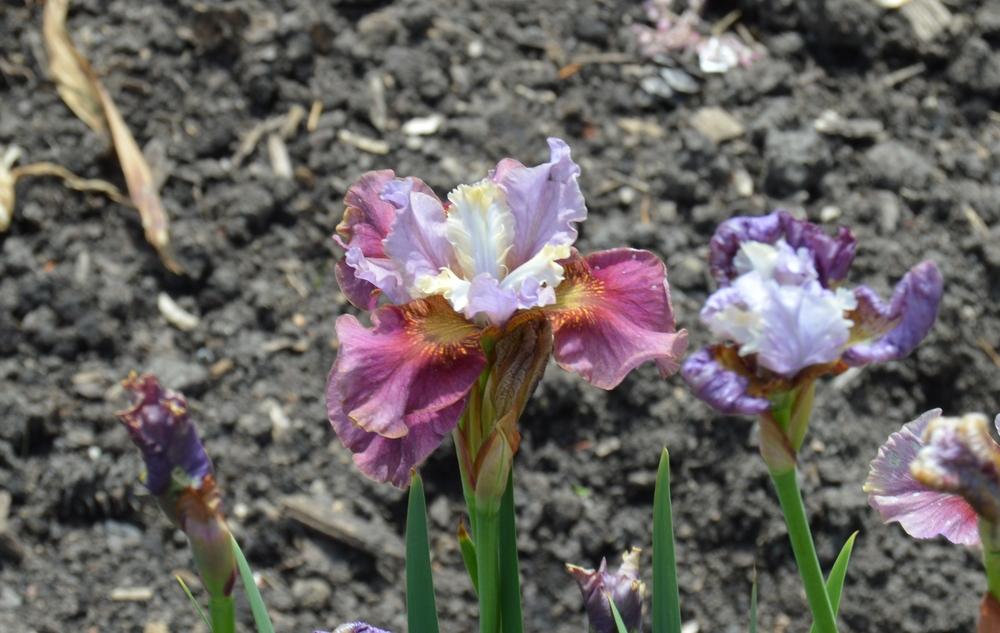 Siberian Iris (Iris 'Cherry Fling') in the Irises Database - Garden.org