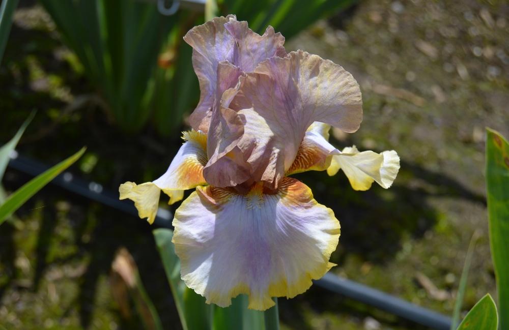 Tall Bearded Iris (Iris 'Chocolate Topping') in the Irises Database ...
