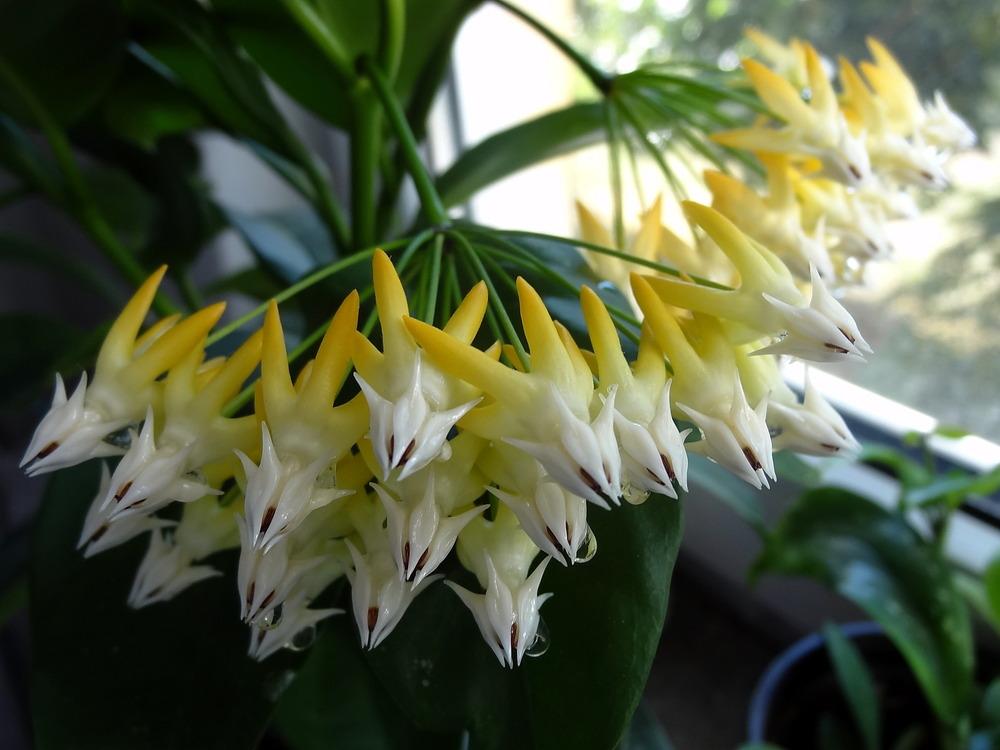 Hoyas: Plant Care and Collection of Varieties - Garden.org