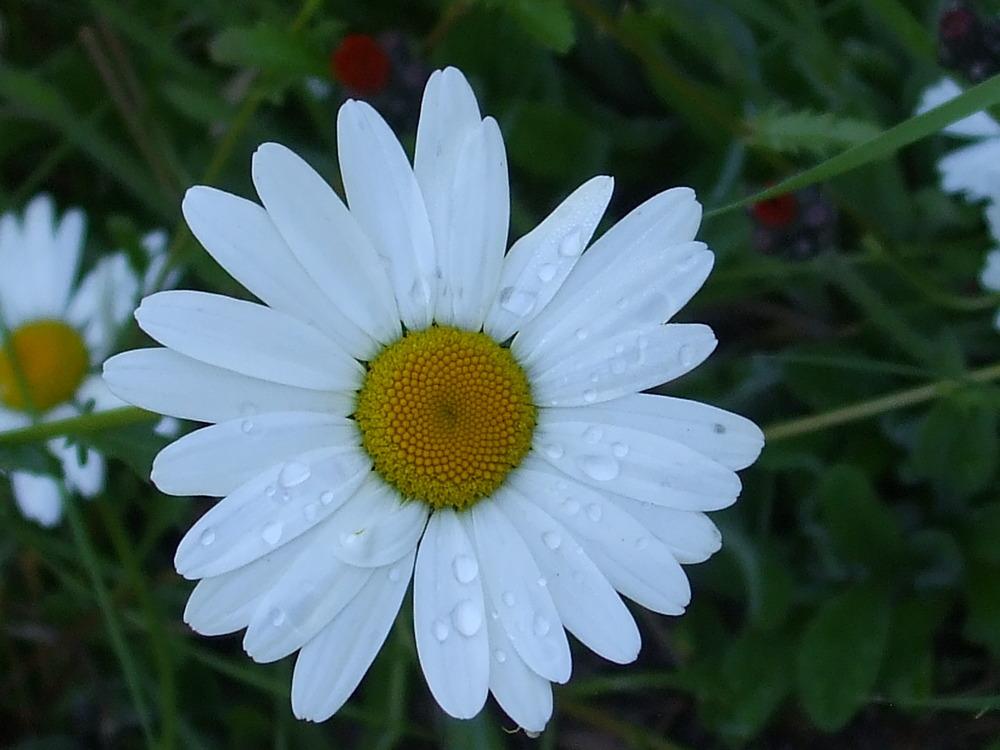 Shasta Daisies: Plant Care and Collection of Varieties - Garden.org