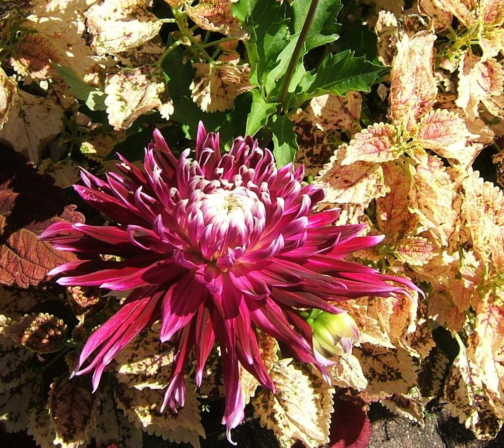 Photo of the bloom of Dahlia 'Vancouver' posted by pirl - Garden.org