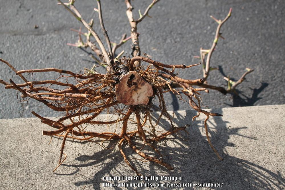Cutting Tree Peony Nurse Roots in the Peonies forum - Garden.org