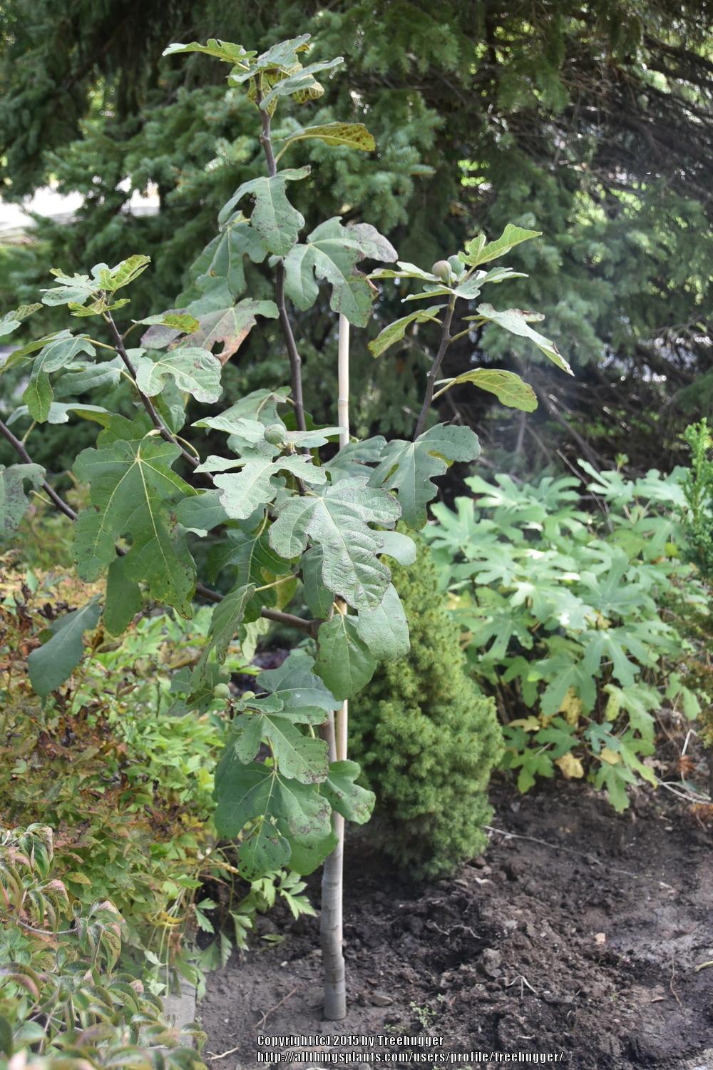 Figs: Plant Care and Collection of Varieties - Garden.org