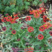 Sneezeweed (Helenium autumnale Mariachi™ Siesta) - Garden.org