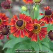Sneezeweed (Helenium autumnale Mariachi™ Siesta) - Garden.org