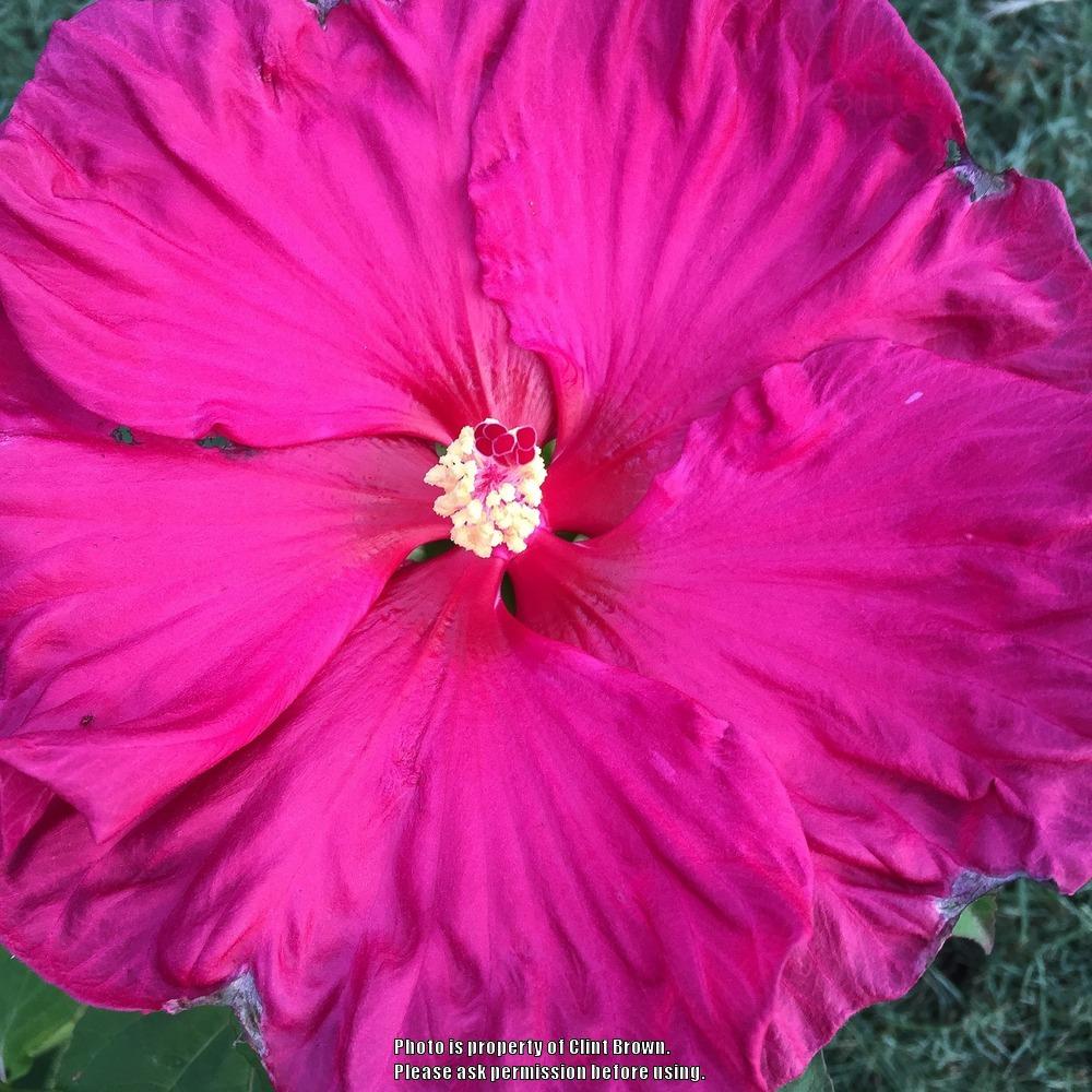 Hibiscus: Plant Care and Collection of Varieties - Garden.org