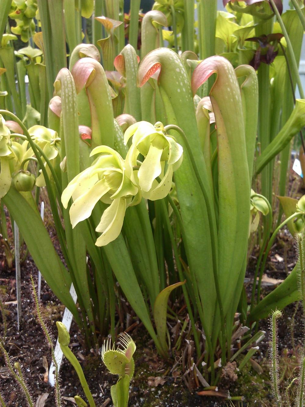 Pitcher Plants: Plant Care and Collection of Varieties - Garden.org