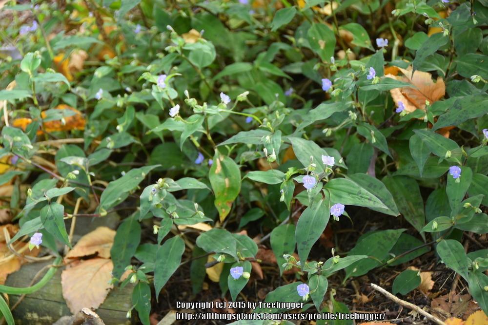 Photo of the entire plant of Spotted Inch Plant (Tinantia pringlei ...