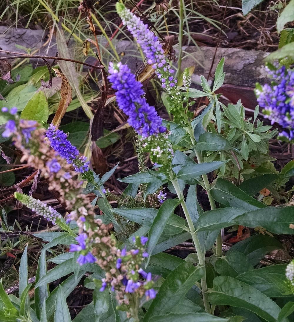 Speedwell (Veronica 'Blue Bomb') in the Veronicas Database - Garden.org