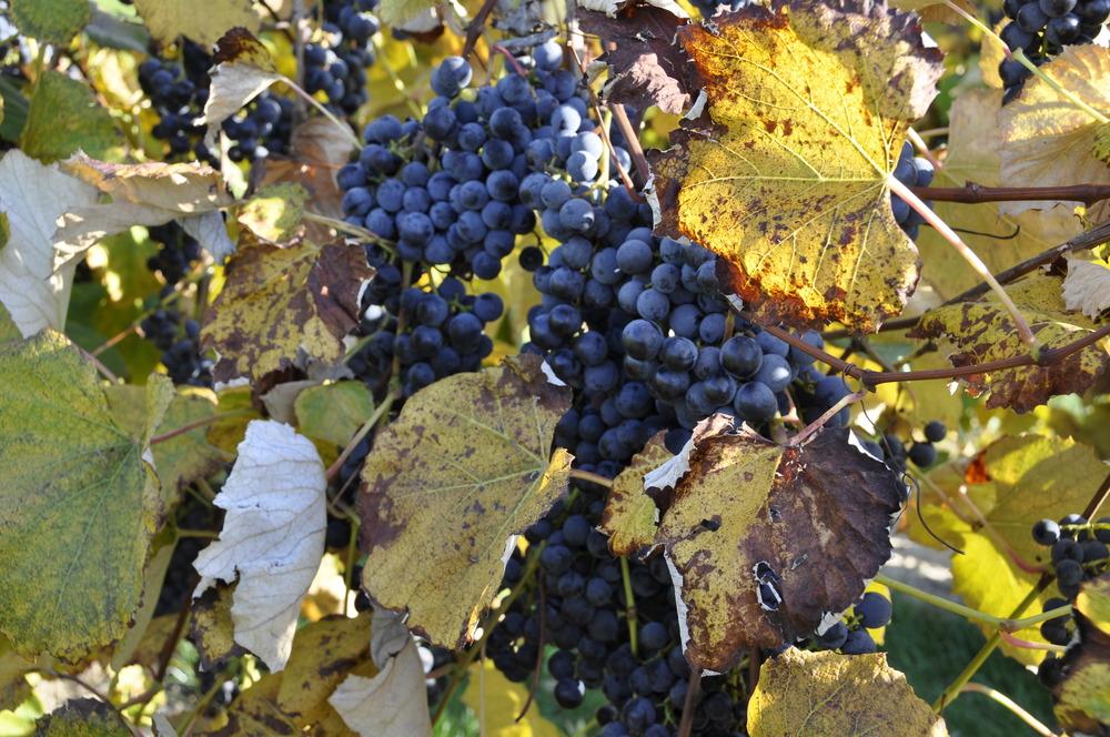 Grapes: Plant Care and Collection of Varieties - Garden.org