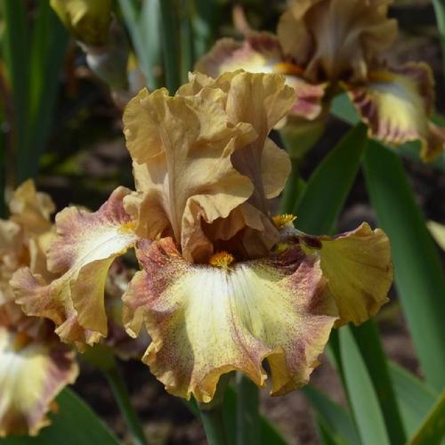 Tall Bearded Iris (Iris 'Dog Days') in the Irises Database - Garden.org