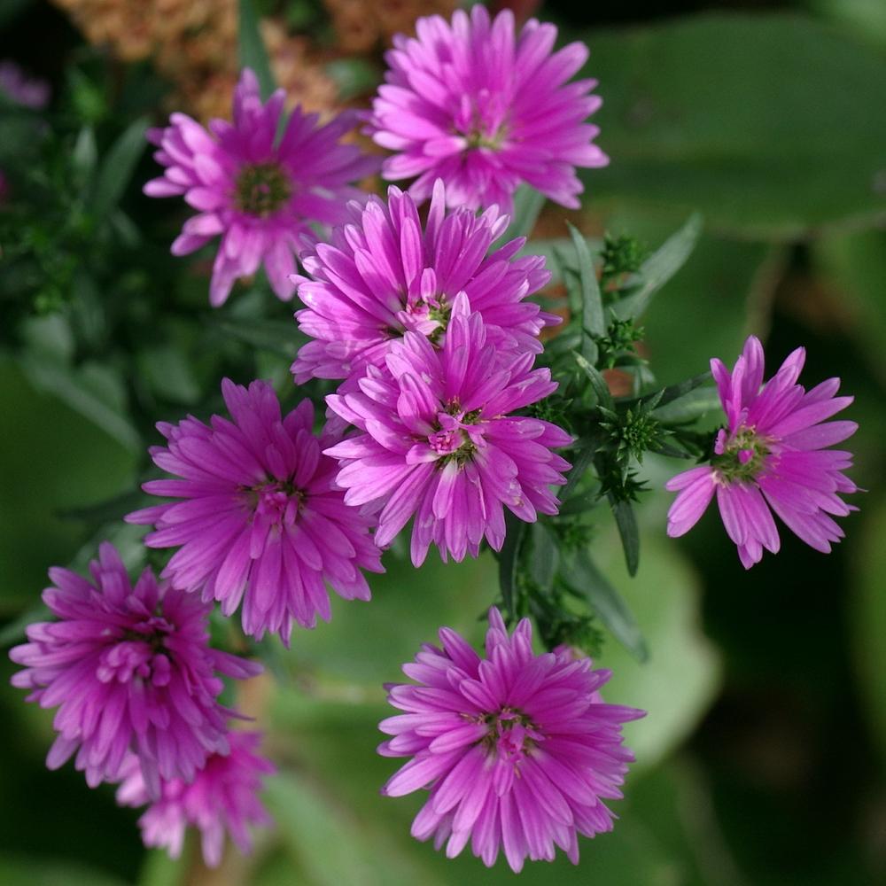 Asters: Plant Care and Collection of Varieties - Garden.org
