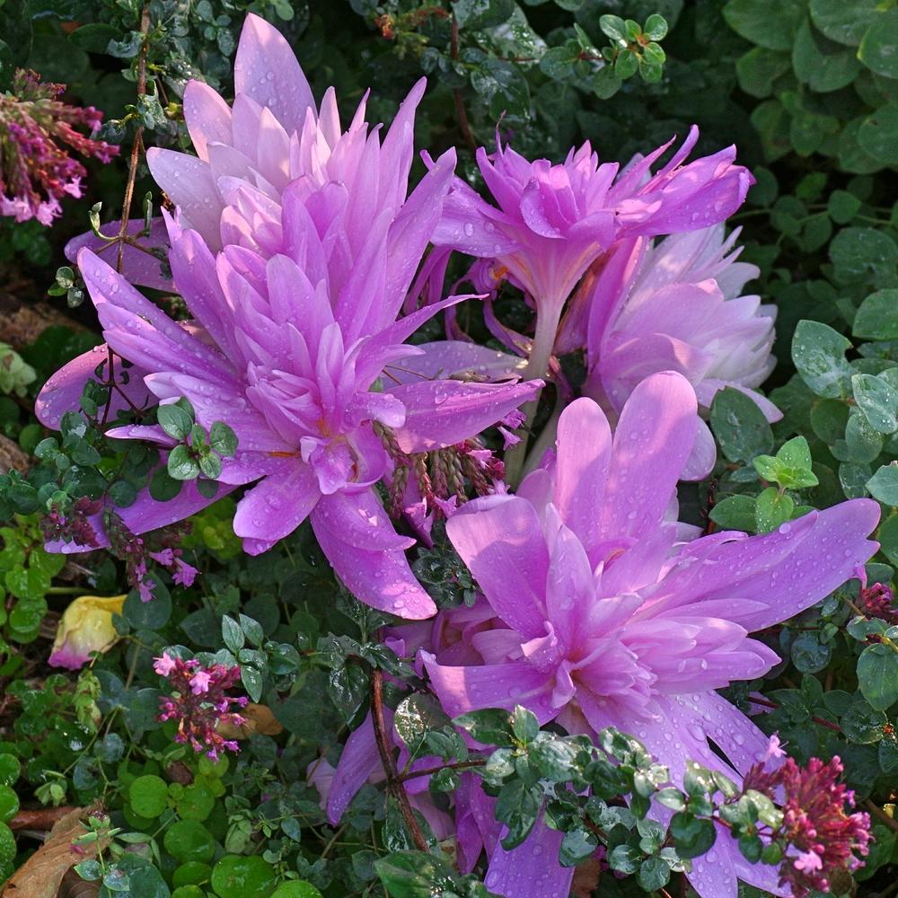 Autumn Crocus (Colchicum 'Waterlily') in the Colchicums Database ...