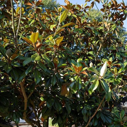 Southern Magnolia (Magnolia grandiflora 'Goliath') in the Magnolias ...
