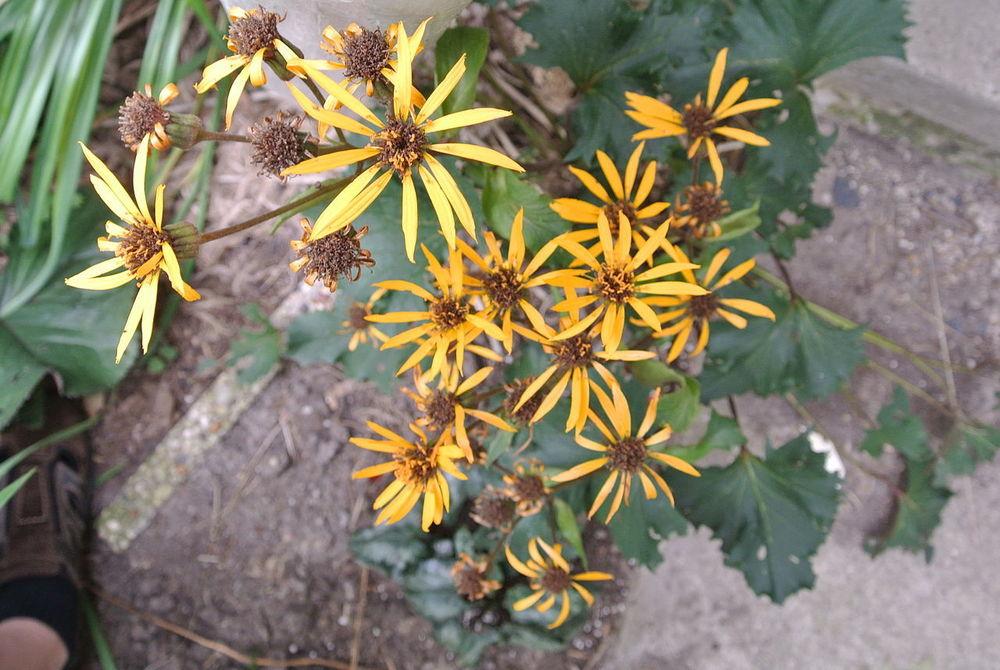 Ligularias: Plant Care and Collection of Varieties - Garden.org