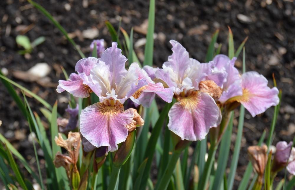 Siberian Iris (Iris 'Fancy Me This') in the Irises Database - Garden.org
