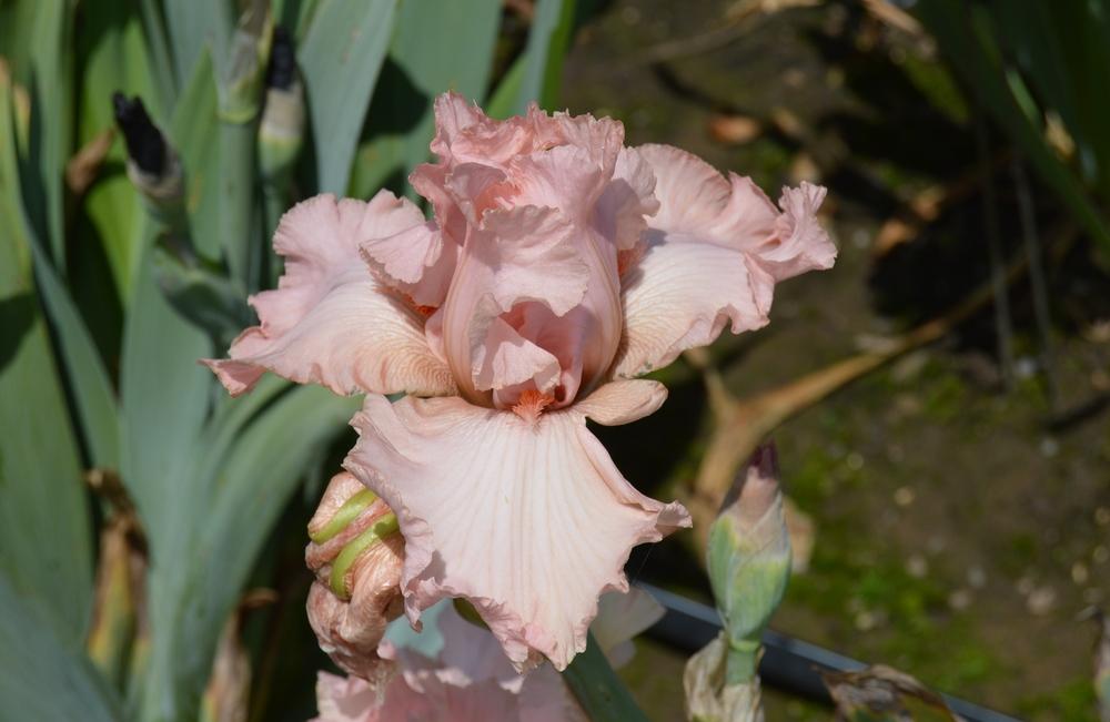 Tall Bearded Iris (Iris 'Elizabeth Parkhill Leitson') in the Irises ...