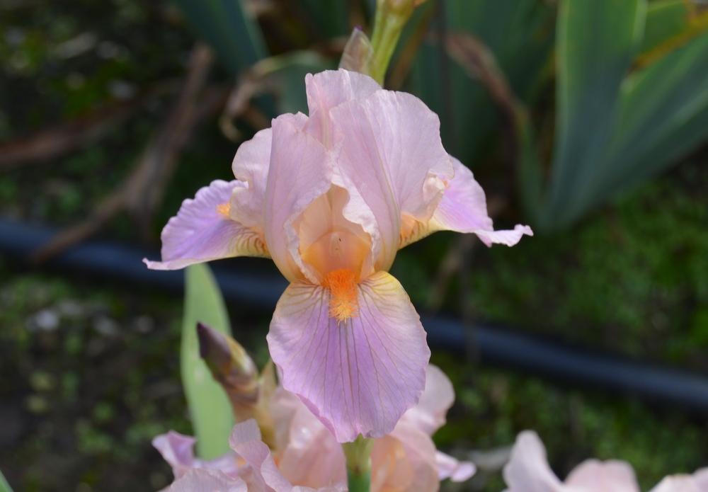 Miniature Tall Bearded Iris (Iris 'Fashionable One') in the Irises ...