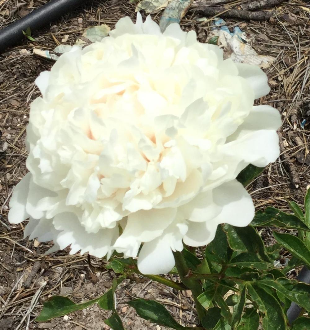 Peony (Paeonia 'Dakota Princess') in the Peonies Database - Garden.org