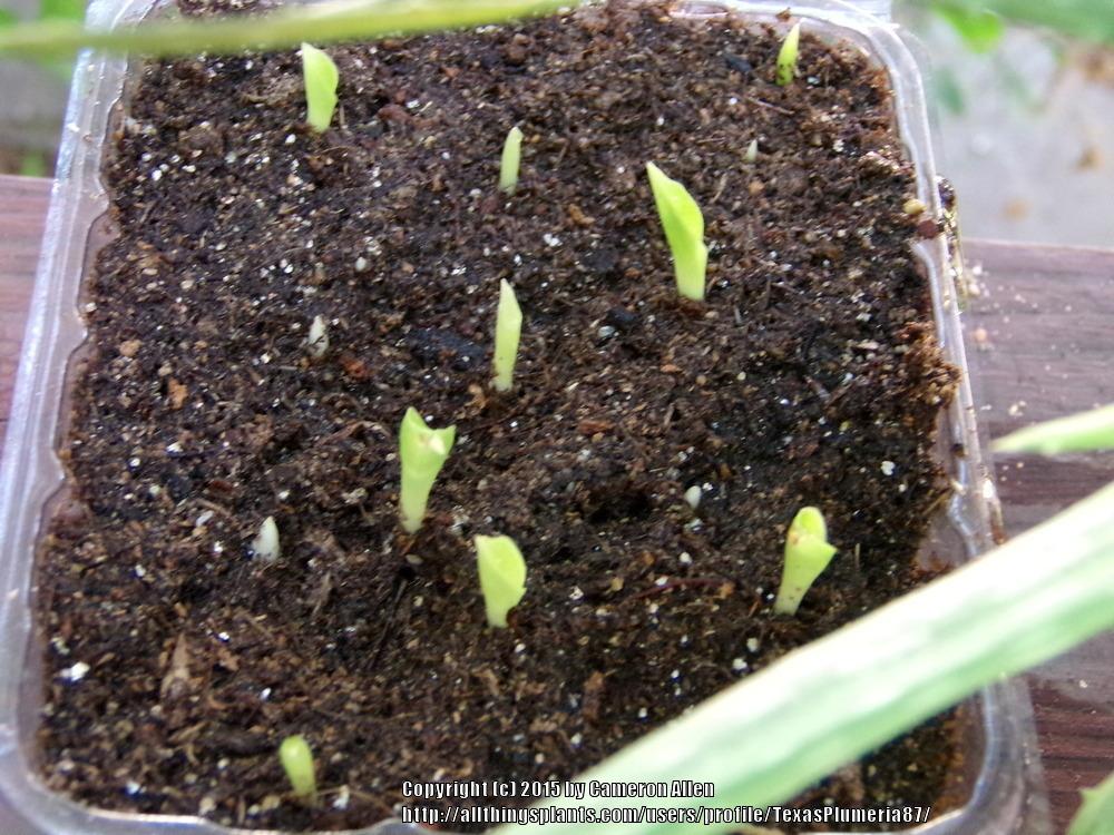 Photo of the seedling or young plant of Canna Lily (Canna indica ...