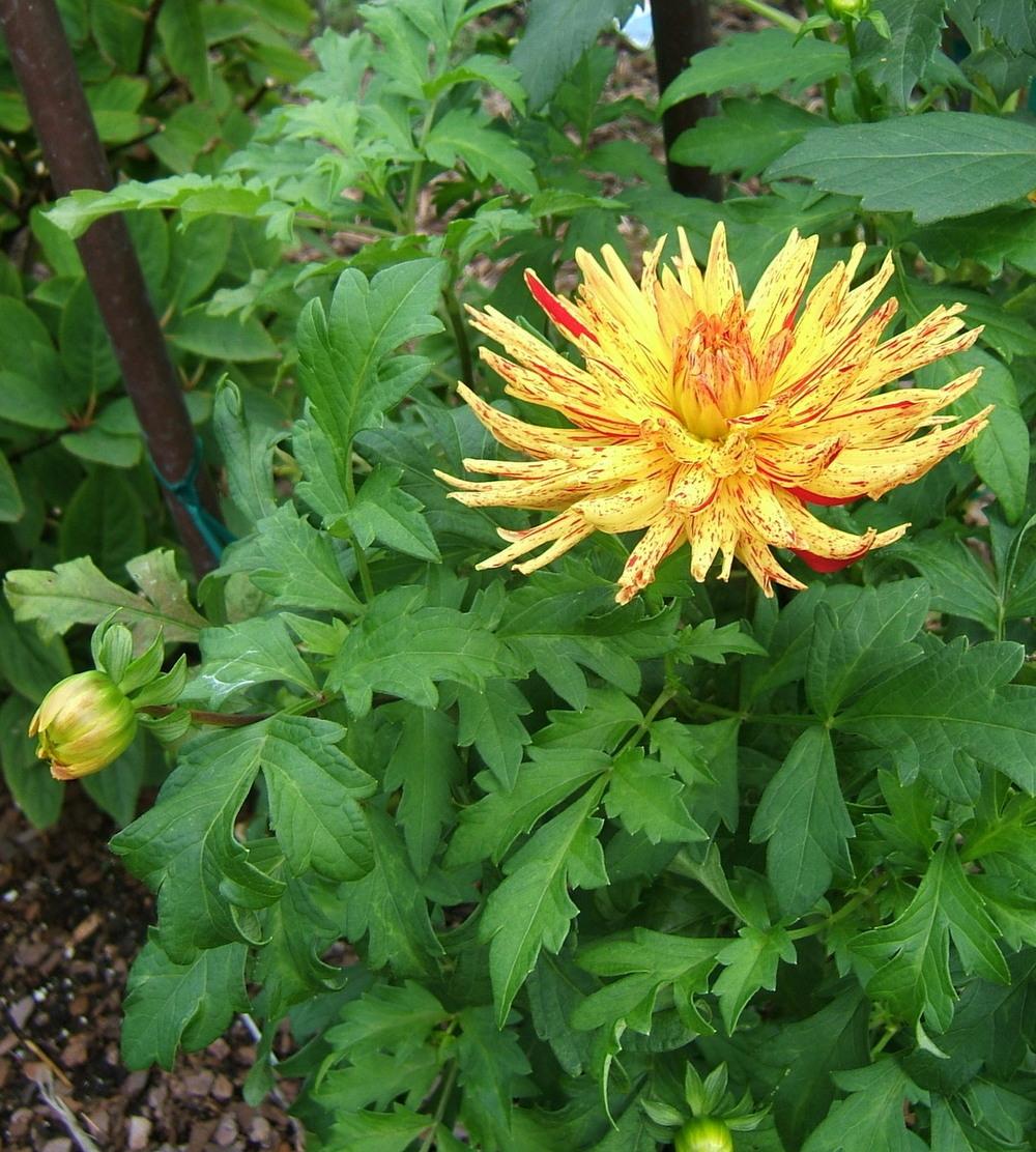 Cactus Dahlia (Dahlia 'Poppers') in the Dahlias Database - Garden.org