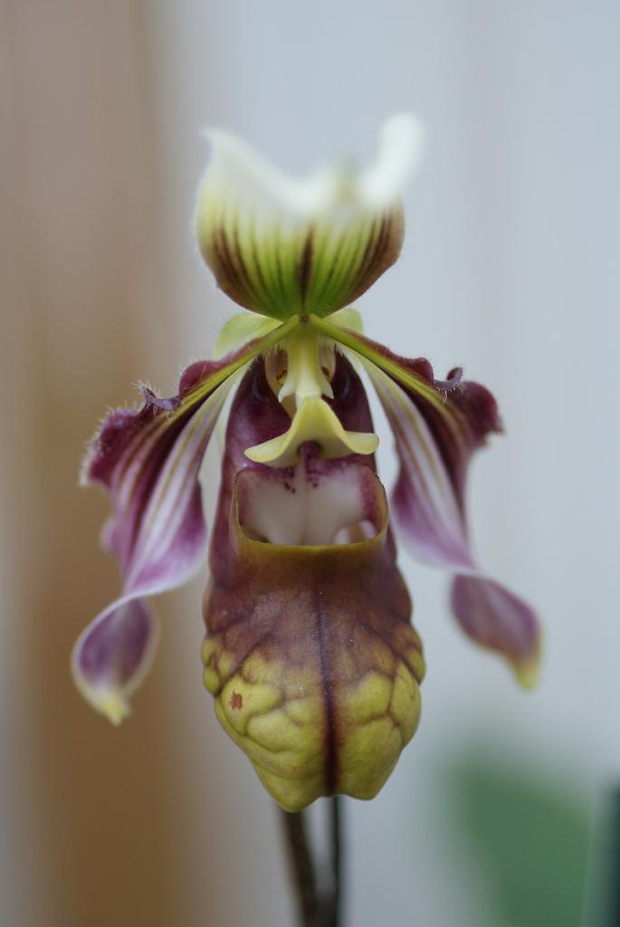 Sang's Paphiopedilum (Paphiopedilum sangii) - Garden.org