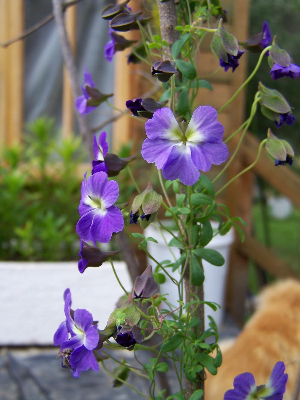 Photo of the bloom of Blue Nasturtium (Tropaeolum azureum) posted by ...