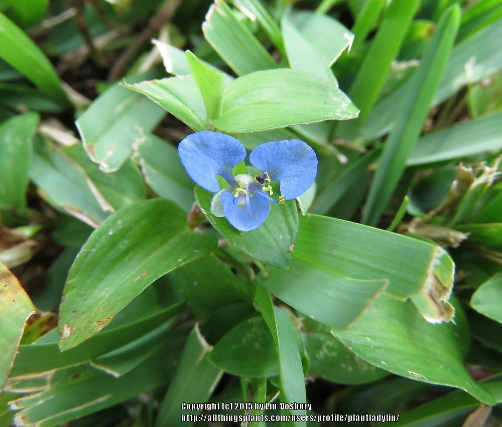Photo of the bloom of Spreading Dayflower (Commelina diffusa) posted by ...