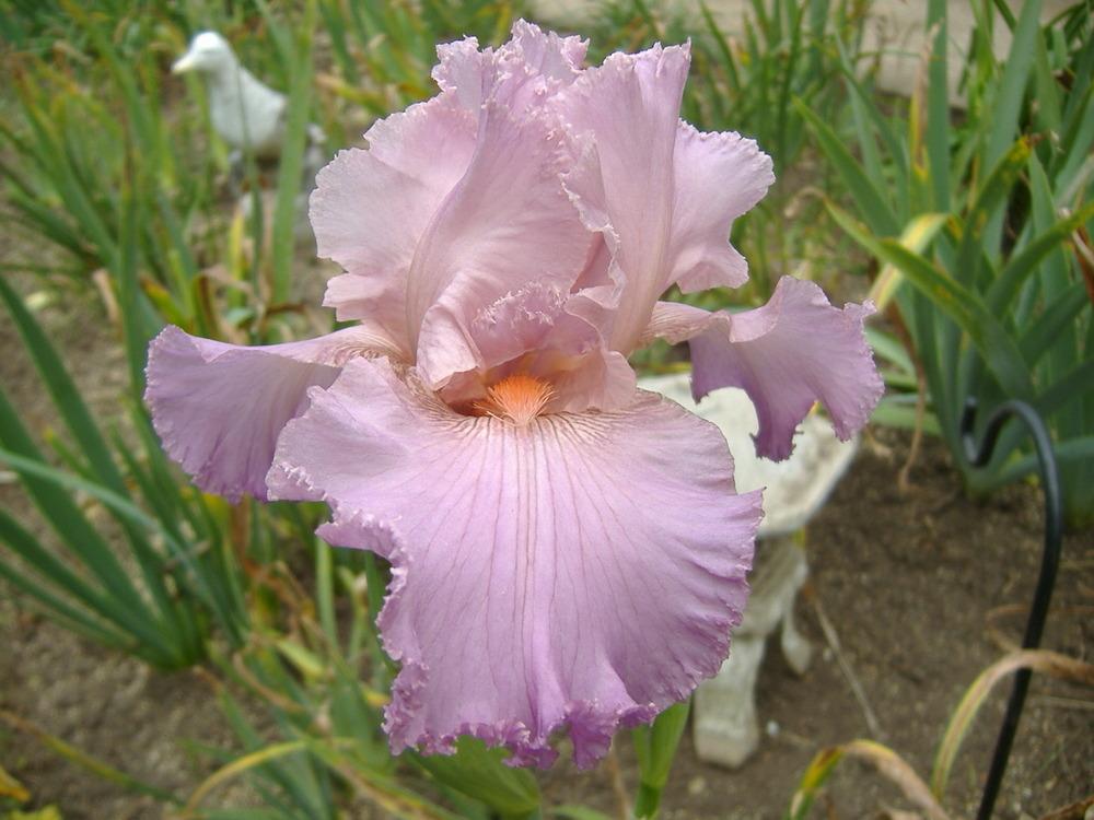 Tall Bearded Iris (Iris 'Jennifer Rebecca') in the Irises Database ...