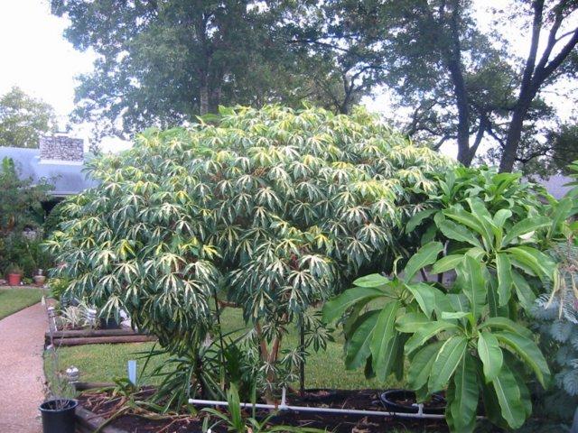 Photo of the entire plant of Variegated Tapioca (Manihot esculenta ...