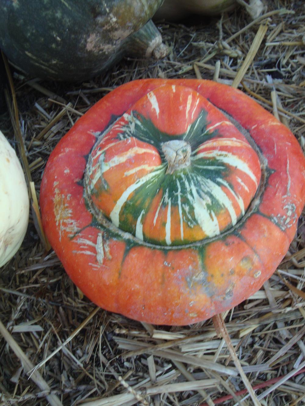 Winter Squash (Cucurbita maxima 'Turk's Turban') in the Gourds ...