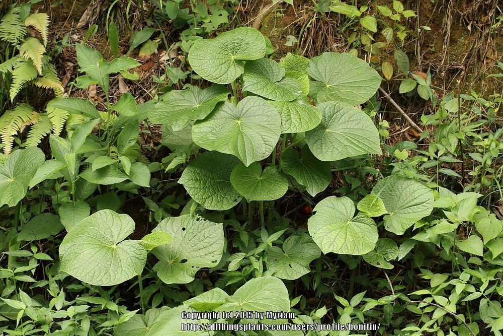 Pariparoba (Piper umbellatum) - Garden.org
