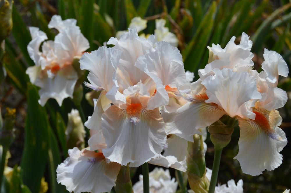 Tall Bearded Iris (Iris 'High Alert') in the Irises Database - Garden.org