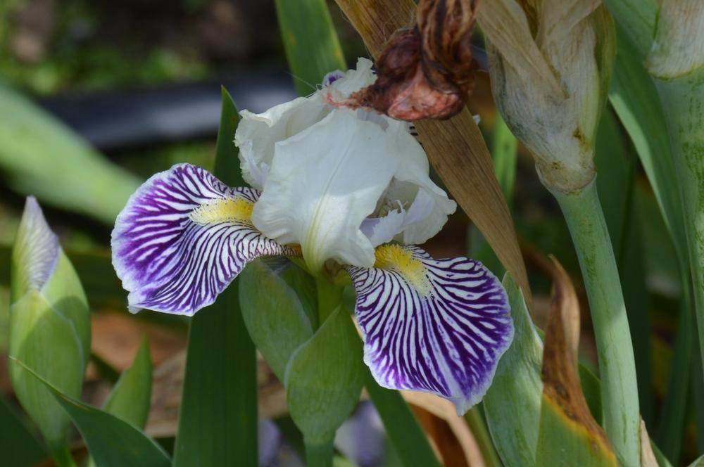 Miniature Tall Bearded Iris (Iris 'Little White Tiger') in the Irises ...