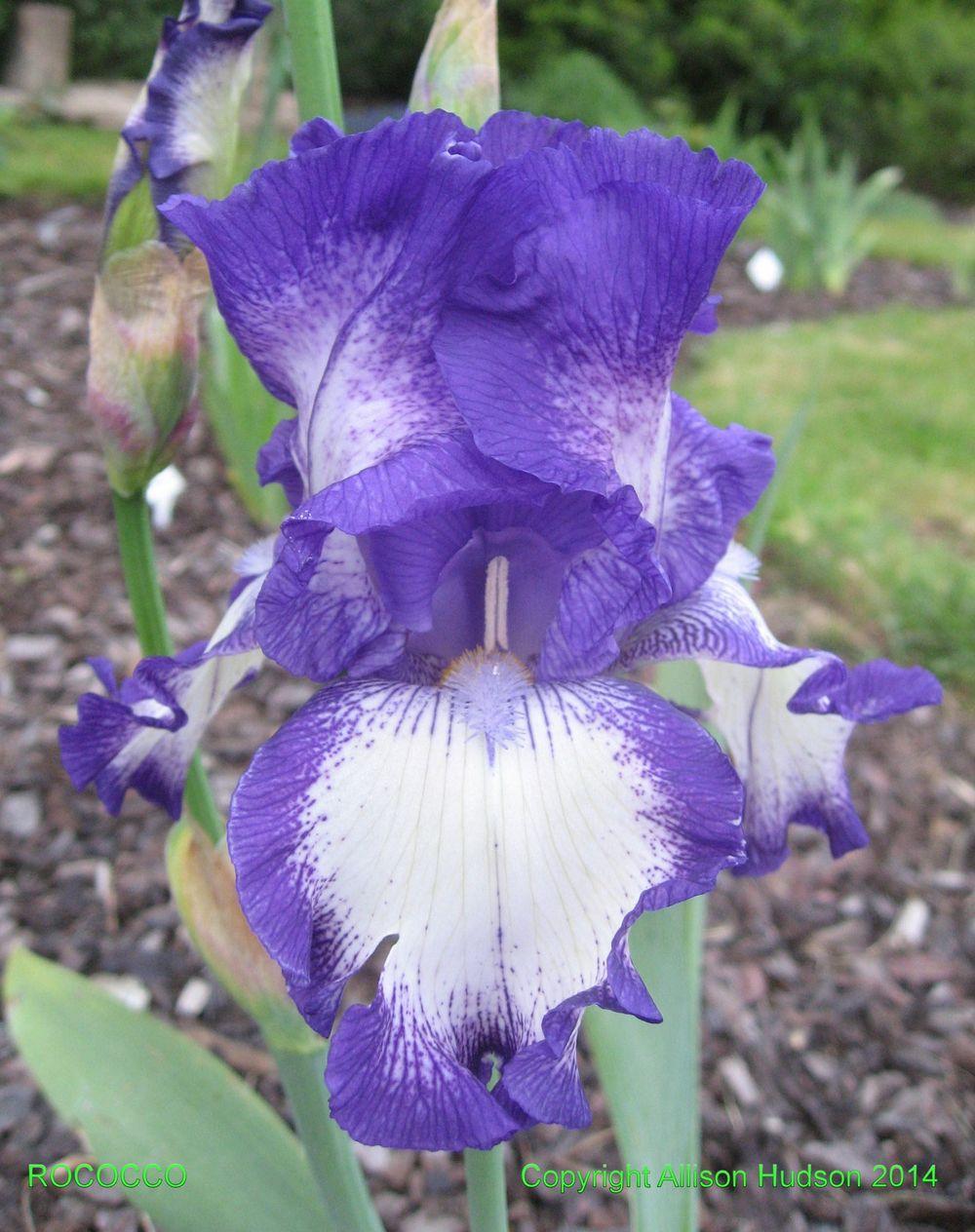 Tall Bearded Iris (Iris 'Rococo') in the Irises Database - Garden.org