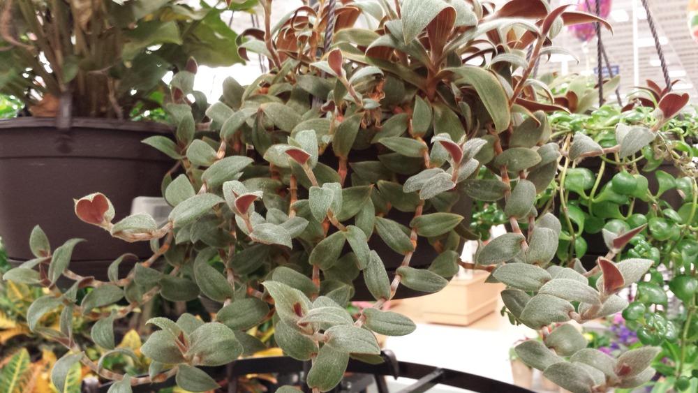 Photo of the entire plant of Teddy Bear Vine (Cyanotis beddomei) posted ...